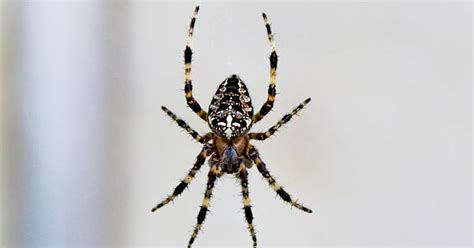 Random Spider Close Up Imgur