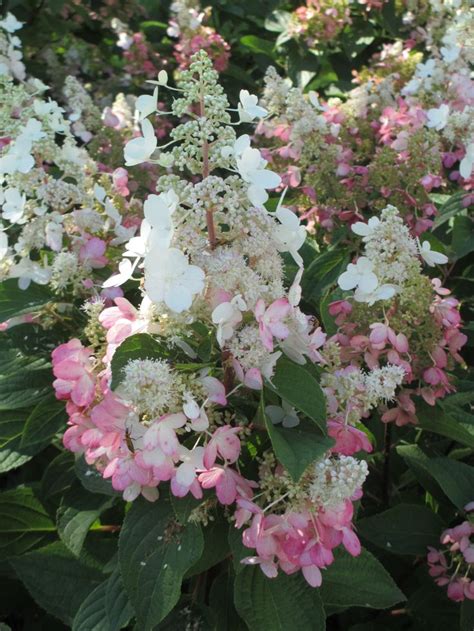 Spectacular Hydrangea In Longfellow Gardens