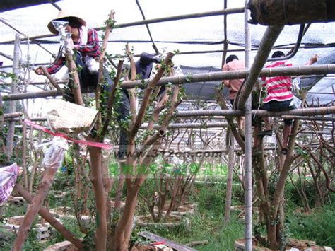 花木嫁接技术图解 南瓜嫁接西瓜 芒果嫁接技术 第15页 大山谷图库