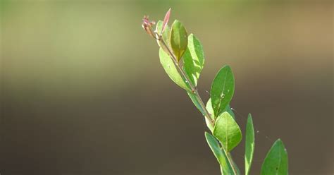 Unveil The Top 5 Ashwagandha Benefits For Men Healthkartblog