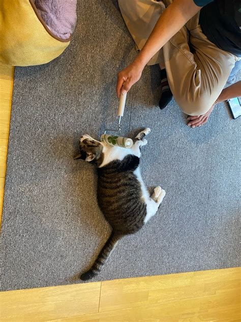 恍惚 保護猫タイガーの日常