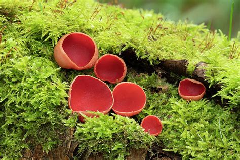 Scarlet Elf Cup Fungus Tandragee Count Armagh Ireland Photograph By Robert Thompson