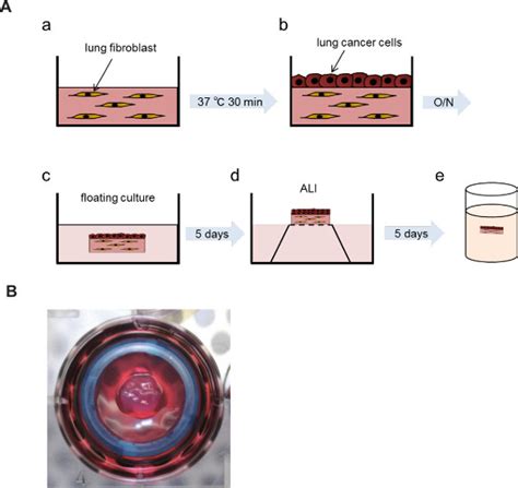 Three Dimensional Co Culture Model For Tumor Stromal Interaction Text