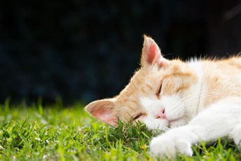 Orange Tabby Cats Facts Lifespan And Intelligence All About Cats 2022