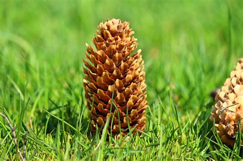 Kerucut Pinus Cemara Foto Gratis Di Pixabay Pixabay