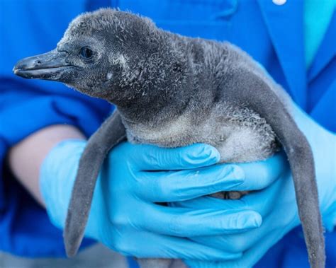 Chester Zoos Same Sex Penguin Couple Hatch Rare Chick Blooloop Chester Zoos Same Sex Penguin Couple Hatch Rare Chick Blooloop