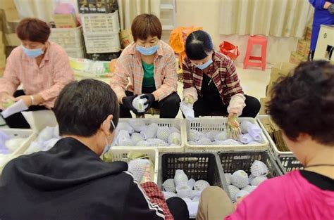 田园孟津｜这种梨长得像苹果 团购1小时爆卖15000单澎湃号·政务澎湃新闻 The Paper