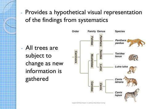 Ppt Classification And Taxonomy Part 2 Powerpoint Presentation Id 4016971