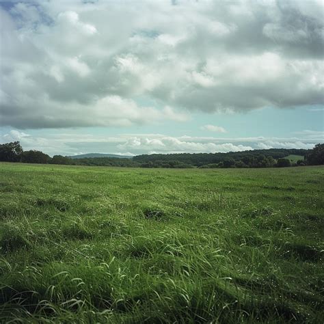 A Pasture With Perennial Ryegrass Providing Lush Grazing Premium Ai