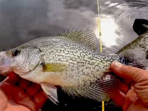 Double Minnow Rig For Crappie CRAPPIE Rambling Angler Outdoors