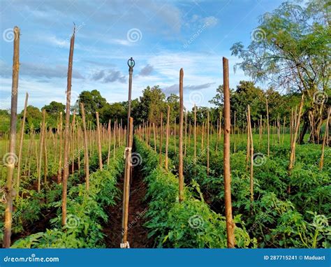 Tomato Cultivation In Sri Lanka Stock Image Image Of Flower