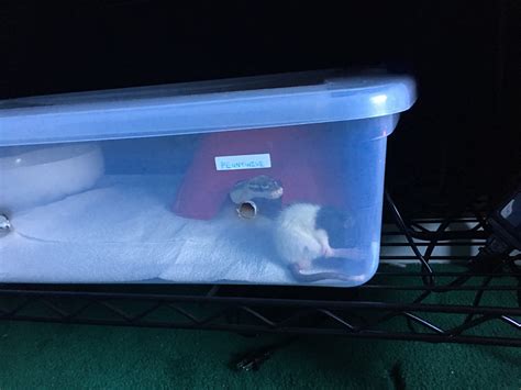 Ball Python Wont Strike At Food