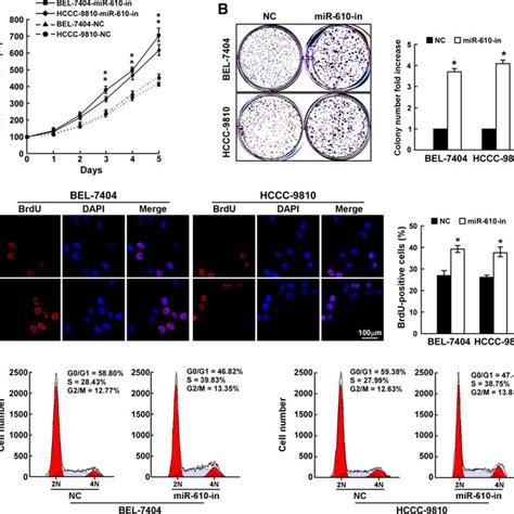 Ectopic Mir 610 Expression Inhibits Hcc Cell Proliferation And Cell
