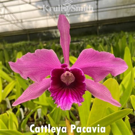 Cattleya Pacavia 1741c