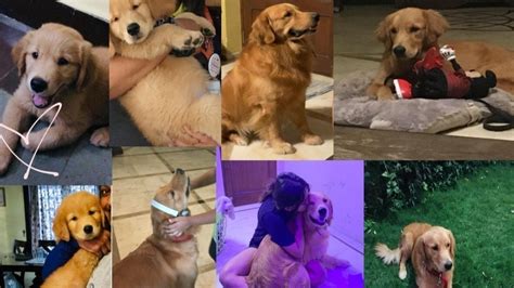 Petition · Save Troy Our Pet United States ·