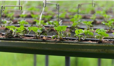 Hydroponic Drip System Explained The Complete Step Guide