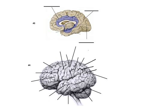 Brain Gyrus Sulcus Lateral Exterior View Quiz