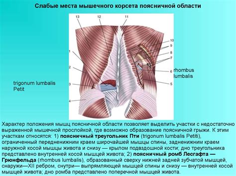 Мышцы поясницы - презентация онлайн