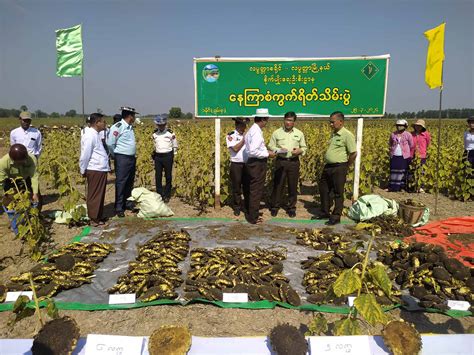 လပွတ္တာမြို့နယ်တွင် ဆီထွက်သီးနှံ ဆောင်းနေကြာ စံပြကွက် စံကွက် ရိတ်သိမ်းပွဲကျင်းပ