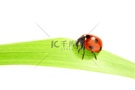 草地上的瓢虫孤立在白色背景上虫子瓢虫高清摄影大图 千库网