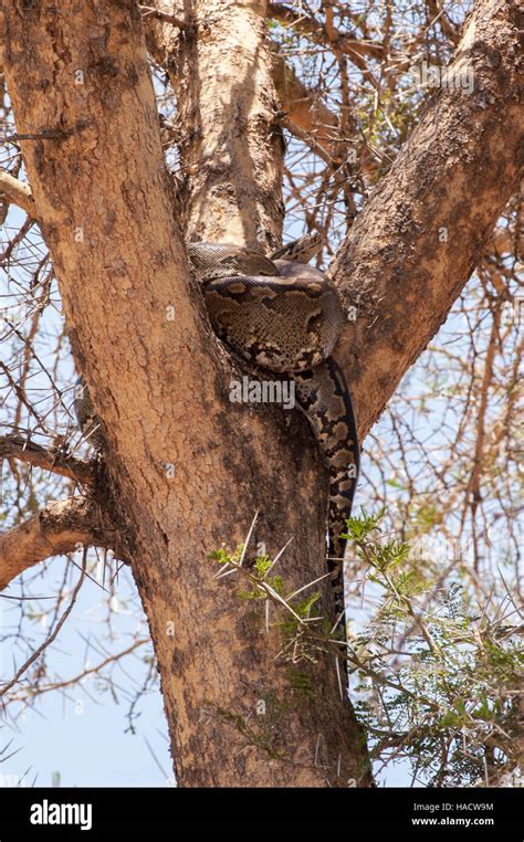 African Rock Python Python Sebae In A Tree Tarangire National Park Tanzania Stock Photo Alamy