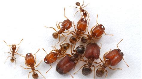 Return Of The Supersoldier Ants