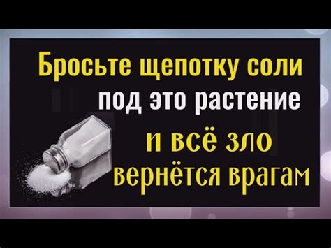 Бросьте соль под это растение и всё зло и порча вернётся врагам - YouTube