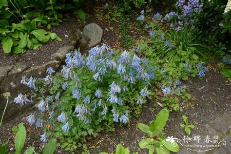 Corydalis Flexuosa