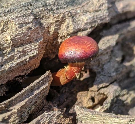 Gymnopilus Luteofolius Mushroom Hunting And Identification