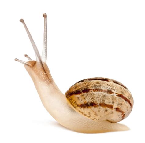 Mollusca Examples