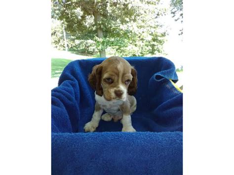 Cocker Spaniel Puppies Ready To Go To Jackson Puppies For Sale Near Me