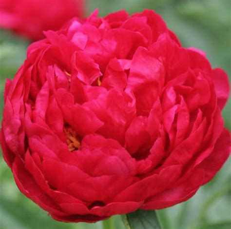 Kings Ransom Peony Saunders Final Sale Halifax Perennials Inc