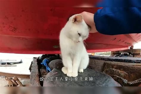 猫咪睡醒发现自己孵着鸡蛋，接下来它的反应，请忍住别笑