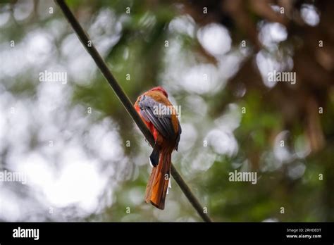 Beautiful Red Headed Trogon Bird Harpactes Erythrocephalus Perching