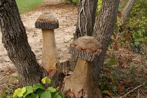 Penis Tree By Mcneilly On DeviantArt