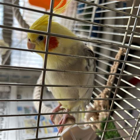 今から麻酔科受診です‥。 ぽっちのブログ、子宮全摘、両側付属器摘出とインコたちと子育てとディズニーリゾートと‥。