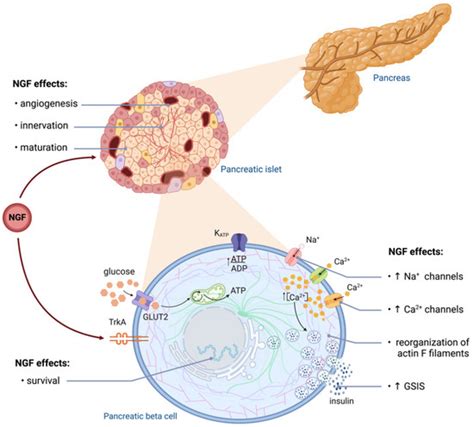 Ijms Special Issue Neurotrophins Roles And Function In Human Diseases