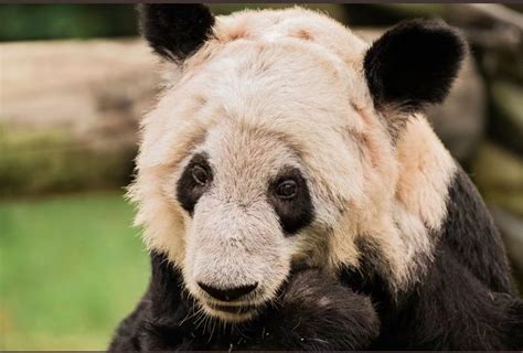 美動物園宣佈向中國歸還兩隻大熊貓 國際 香港中通社