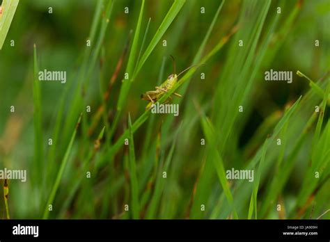 Insect Fields Grasshopper Cricket Page Sheet Meadow Grass Lawn