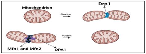 Mitochondrial Dynamics Main Machinery Mitochondrial Fission Is A