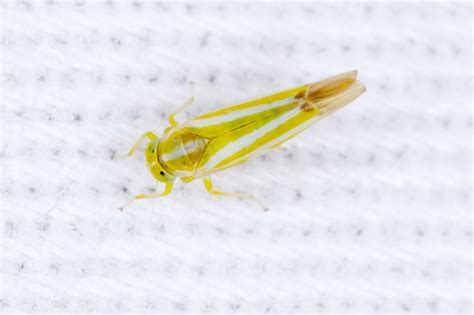 알레브라 알보스트리엘라 가족 Cicadellidae에서 작은 노란색 전단지 이 곤충은 식물 수액을 빨아 곤충에 대한 스톡 사진