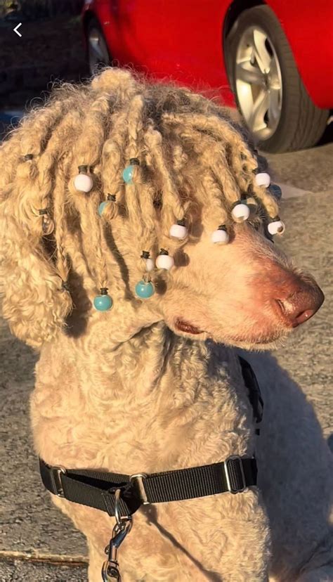 Poodle With Dreadlocks In Front Of Red Car