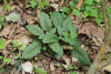 皿ヶ嶺の植物図鑑 ツクバキンモンソウ
