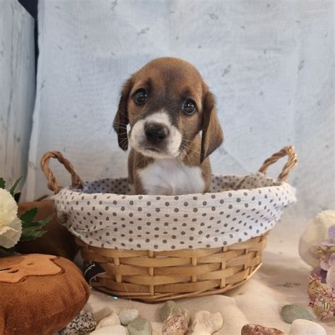 비글 남아 299000 브리티쉬숏헤어분양 토이푸들분양 애완견분양 폼피츠분양 유기묘무료분양 말티푸분양 강남고양이분양 말티즈분양 강아지책임분양 브리티쉬숏헤어분양