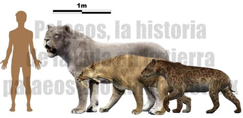 Palaeos la historia de la Vida en la Tierra 20 de Febrero Día