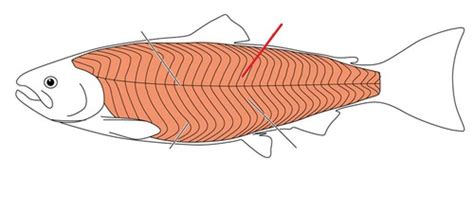 Muscular System Flashcards Quizlet