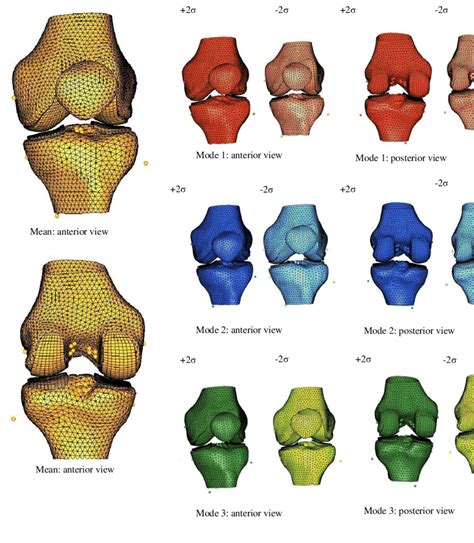 1 Statistical Shape And Alignment Model Showing Mean And First Three Download Scientific