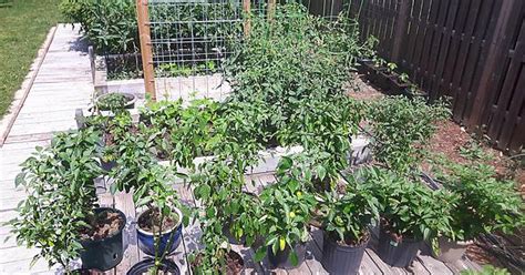 Overwintered Peppers Album On Imgur