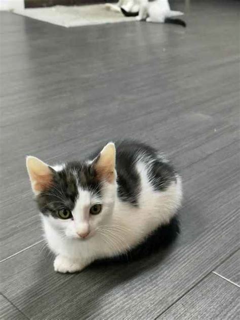 Tuxedo Tabby Mix Kittens For Sale Cats And Kittens Gumtree Australia