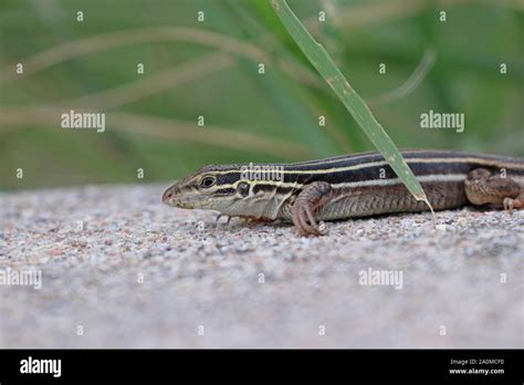 Desert Grassland Whiptail Lizard Aspidoscelis Uniparens Stock Photo